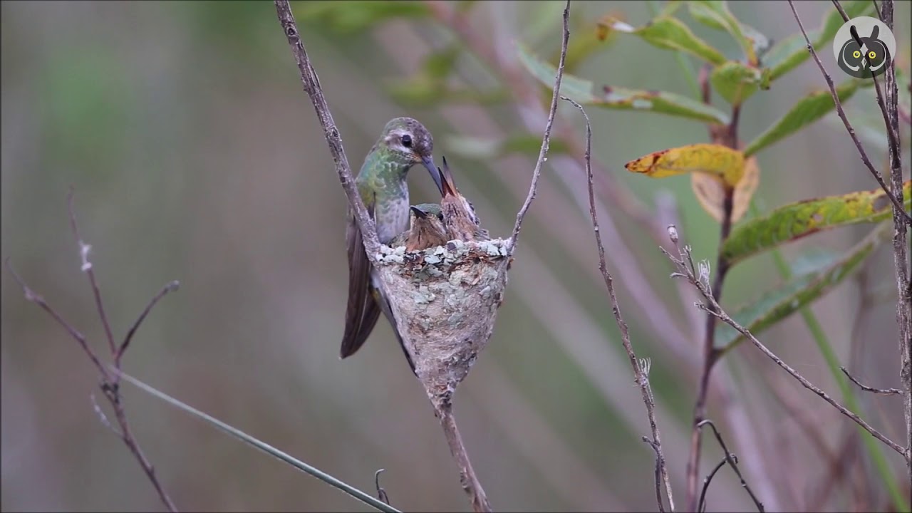 Hummingbird Feeding Babies At Nest ! (Part II) - YouTube