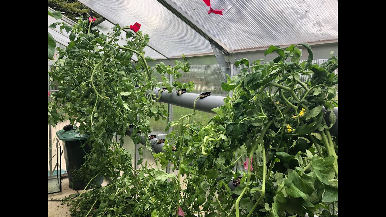 My hydroponic system has failed- Hydroponic update week 6! - YouTube