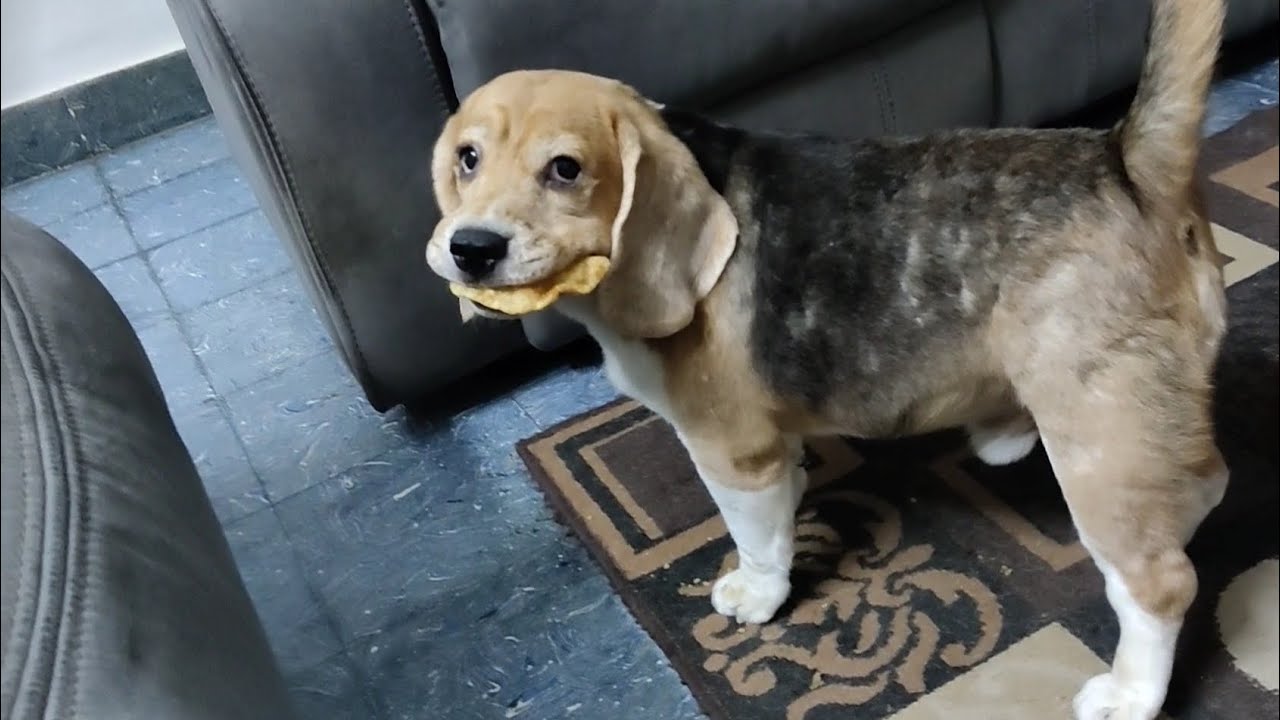 DoDo hiding his poori😍😍 - YouTube