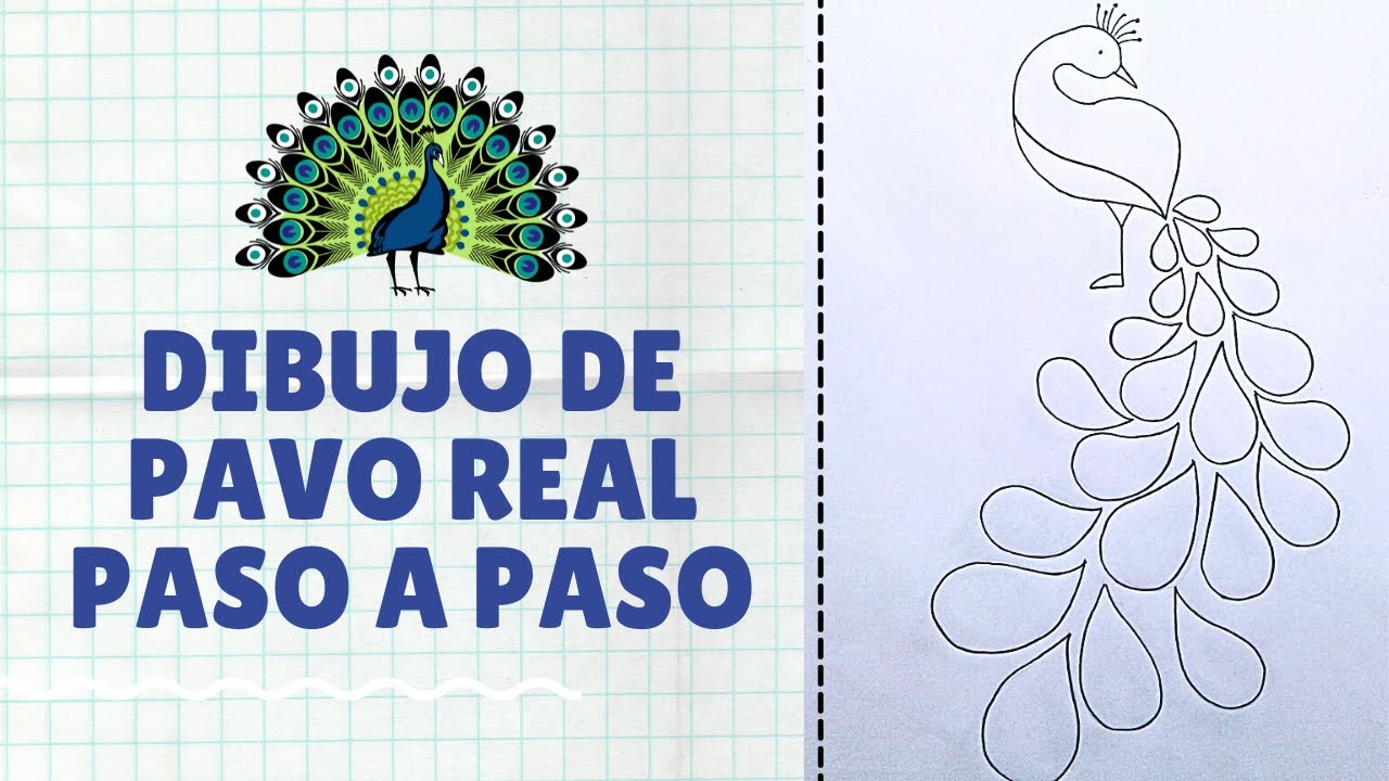 Dibujo De Pavo Real Paso A Paso
