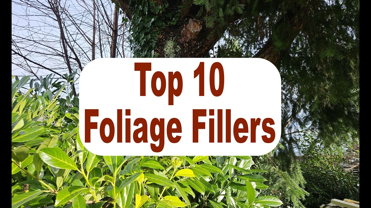 These Top 10 Foliage Fillers are the only Foliage Fillers I use in my ...