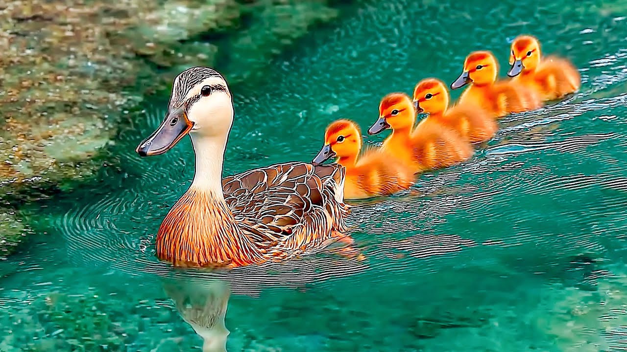 🦆 Healing Ducks in Nature – A Gentle Video to Calm the Mind and Restore ...