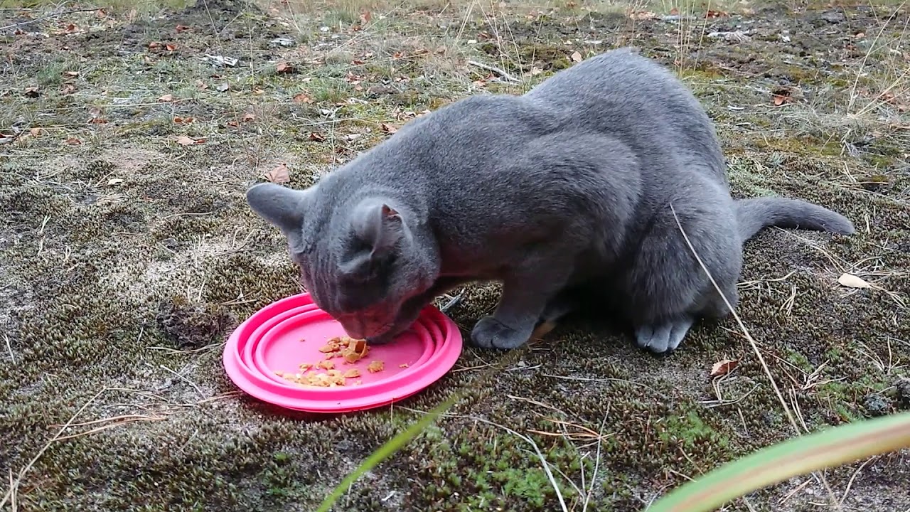 Caspian a Russian blue cat and a fox burrow No. 2 - YouTube