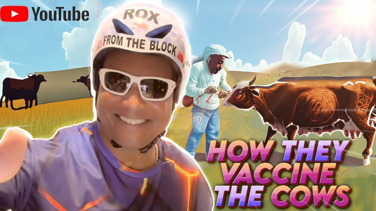 Rox FTB - How they vaccine the cows - YouTube