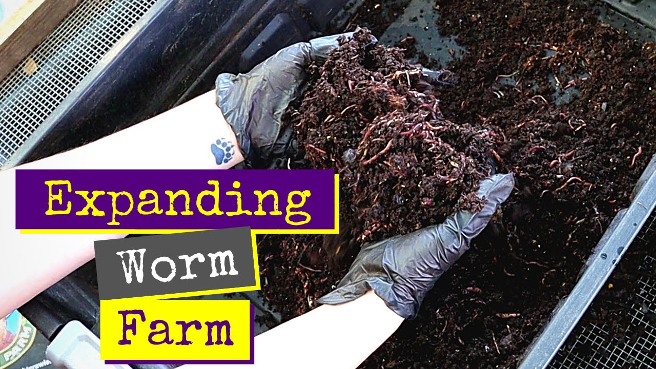 Expanding My Worm Farm - YouTube