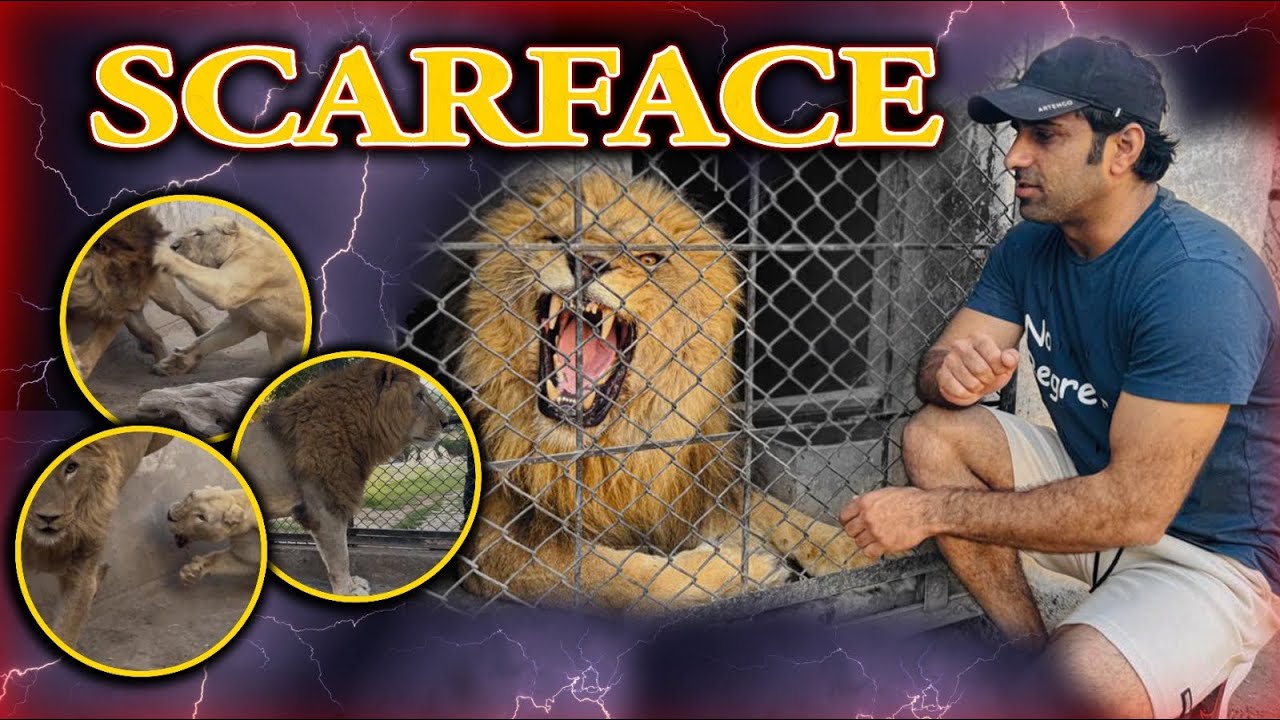 Scarface Vs Sher khan - YouTube