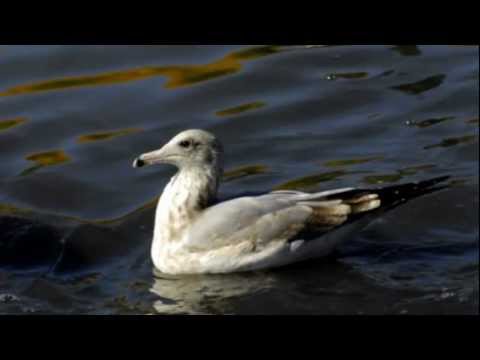 Why Seagull is UTAH's State Bird - YouTube
