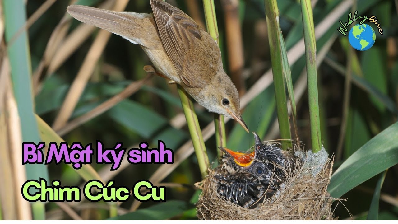 Chim Cúc Cu - Đẻ Trứng Nhờ và Tập Tính Ký Sinh Độc Đáo của Loài Chim ...