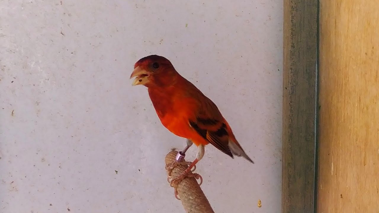 Proses Penjodohan Mule Siskin X Kenari Merlok - YouTube