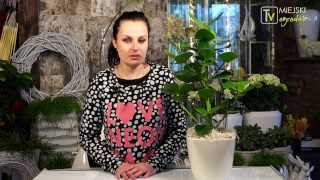 Kocham tę roślinę - Kluzja czyli Okrętnica