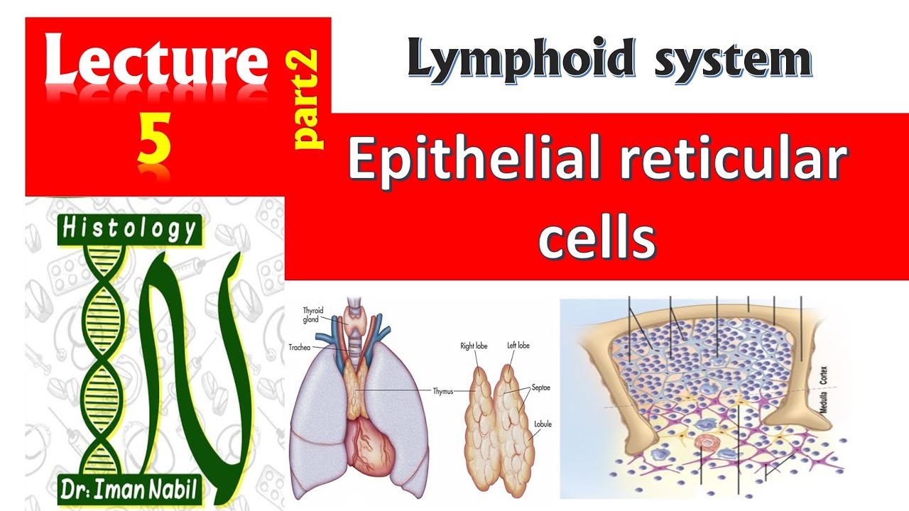 Epithelial reticular cells-Histology of thymus-Blood and lymphoid ...