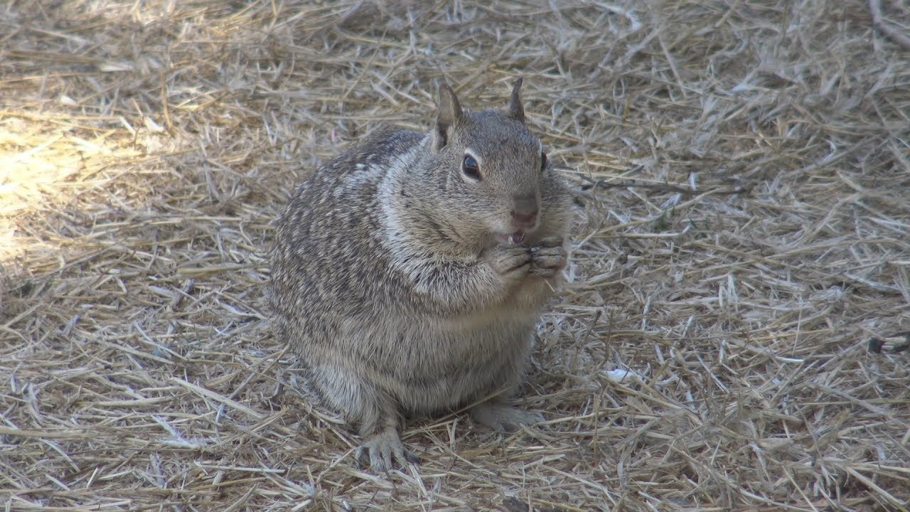 Fat Squirrel (Funny Voice Over) - YouTube
