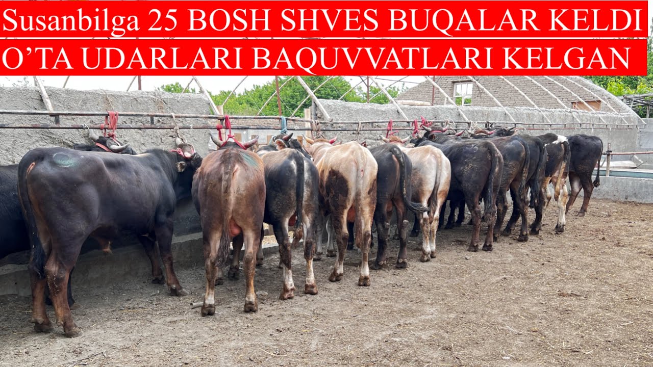 Bishkek ISSIQKO’L BUQALARNI ZO’RLARI KELDI SHOSHLING KAM KELADI 2023 г ...