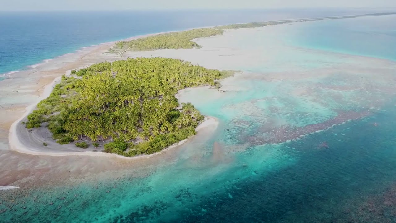 CATLEYA FAAITE - YouTube