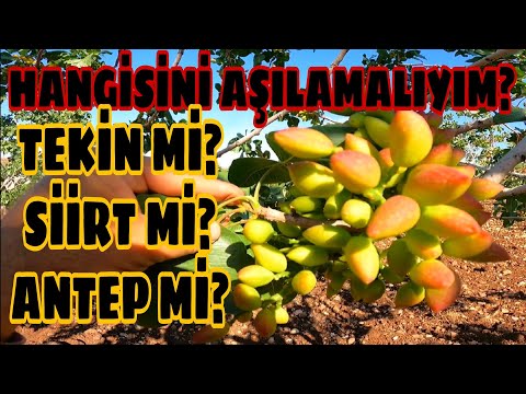 Antep fıstığı aşısında TEKİN çılgınlığı... hangi çeşidi aşılamalıyım?   Sorulara cevaplar...