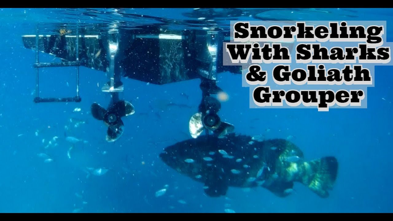 Snorkeling In Florida Keys With Sharks And Goliath Grouper At Looe Key ...