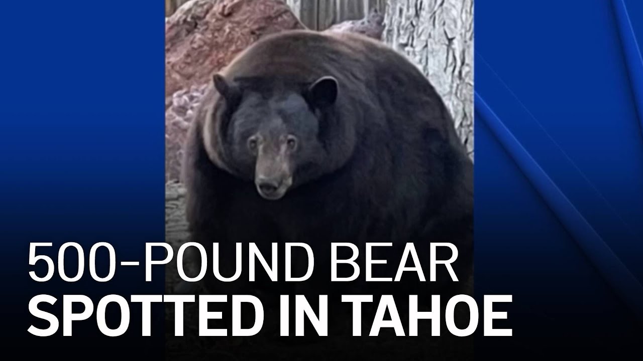 500-Pound Bear Responsible for Over 150 Calls to Tahoe Police - YouTube