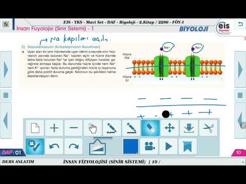 Mavi Set Biyoloji 2 - İnsan Fizyolojisi (Sinir Sistemi) - 1 🔬