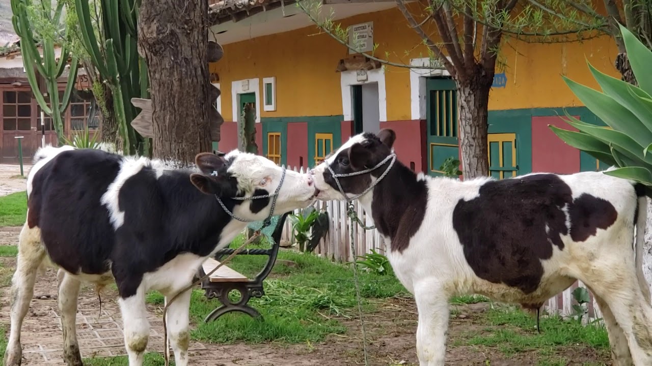 Un beso de leche - dos vacas besandose - YouTube