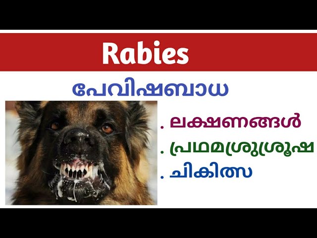 Rabies Dog Symptoms Malayalam