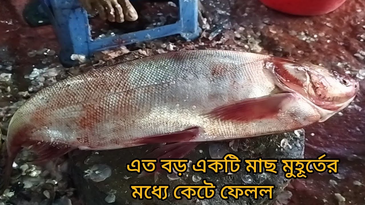 Giant Fish incredible Cutting | Fish cutting skills Bangladesh Sylhet ...