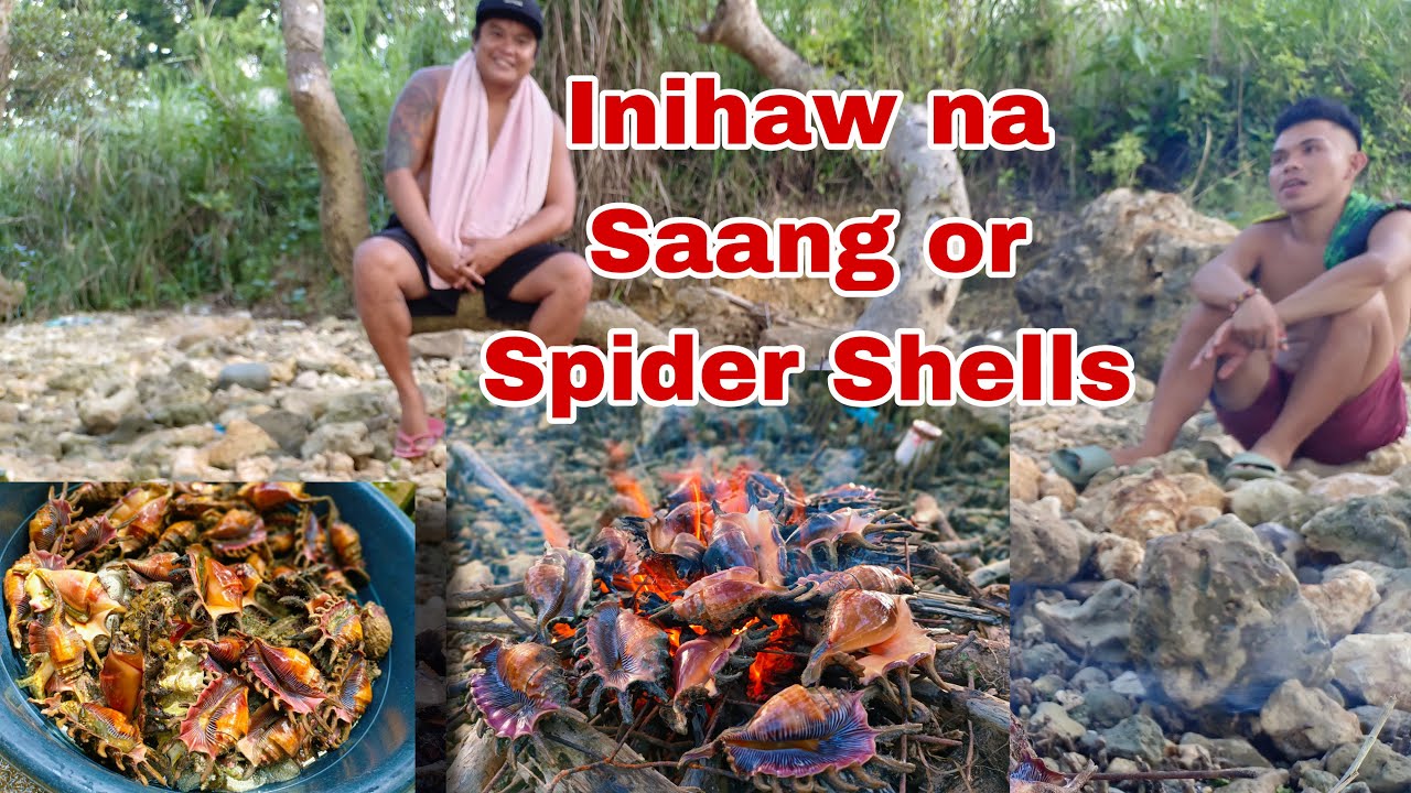 THE BEST NA PARAAN SA PAGLUTO NG SAANG / SPIDER SHELLS | Bronz ...