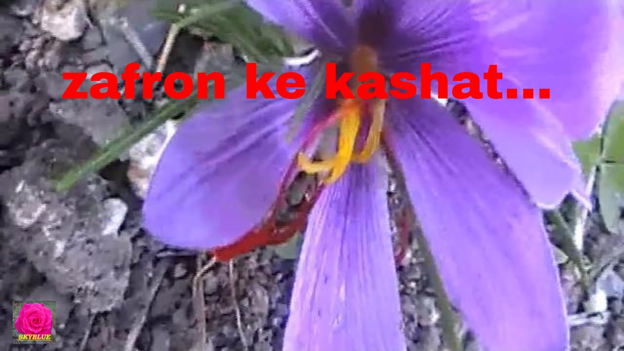 ZAFRAN /safroon how to make zafran - YouTube