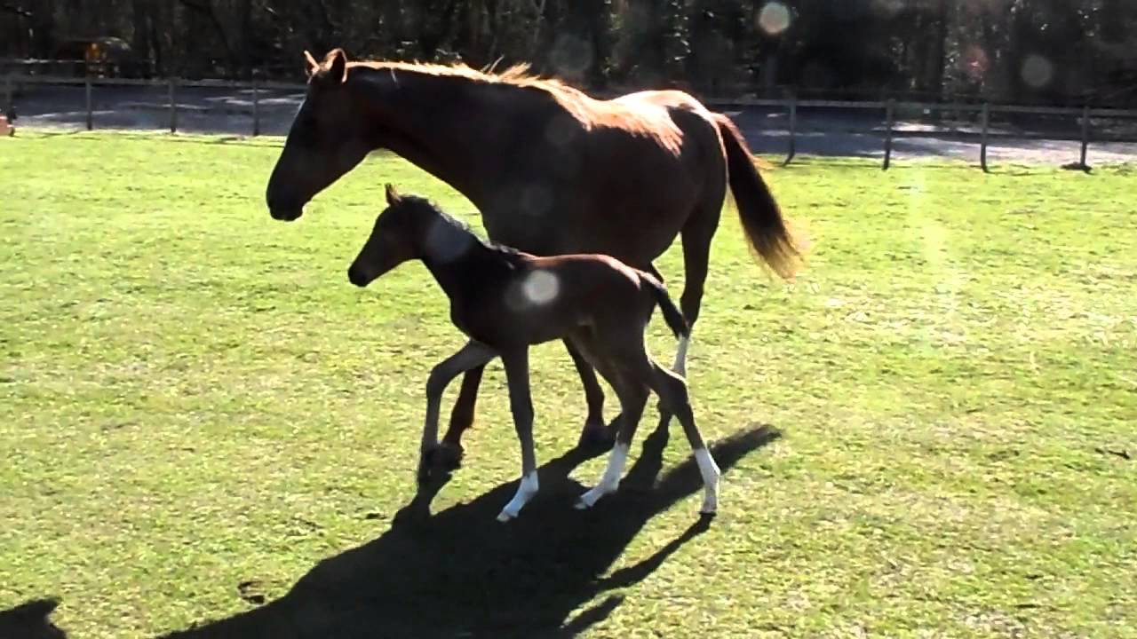 Laris Farm foal's first time in the field 20-4-13 - YouTube