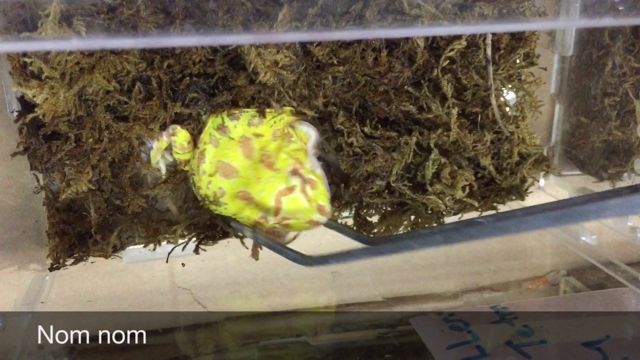 Pacman frog feeding on Zoomed food - YouTube