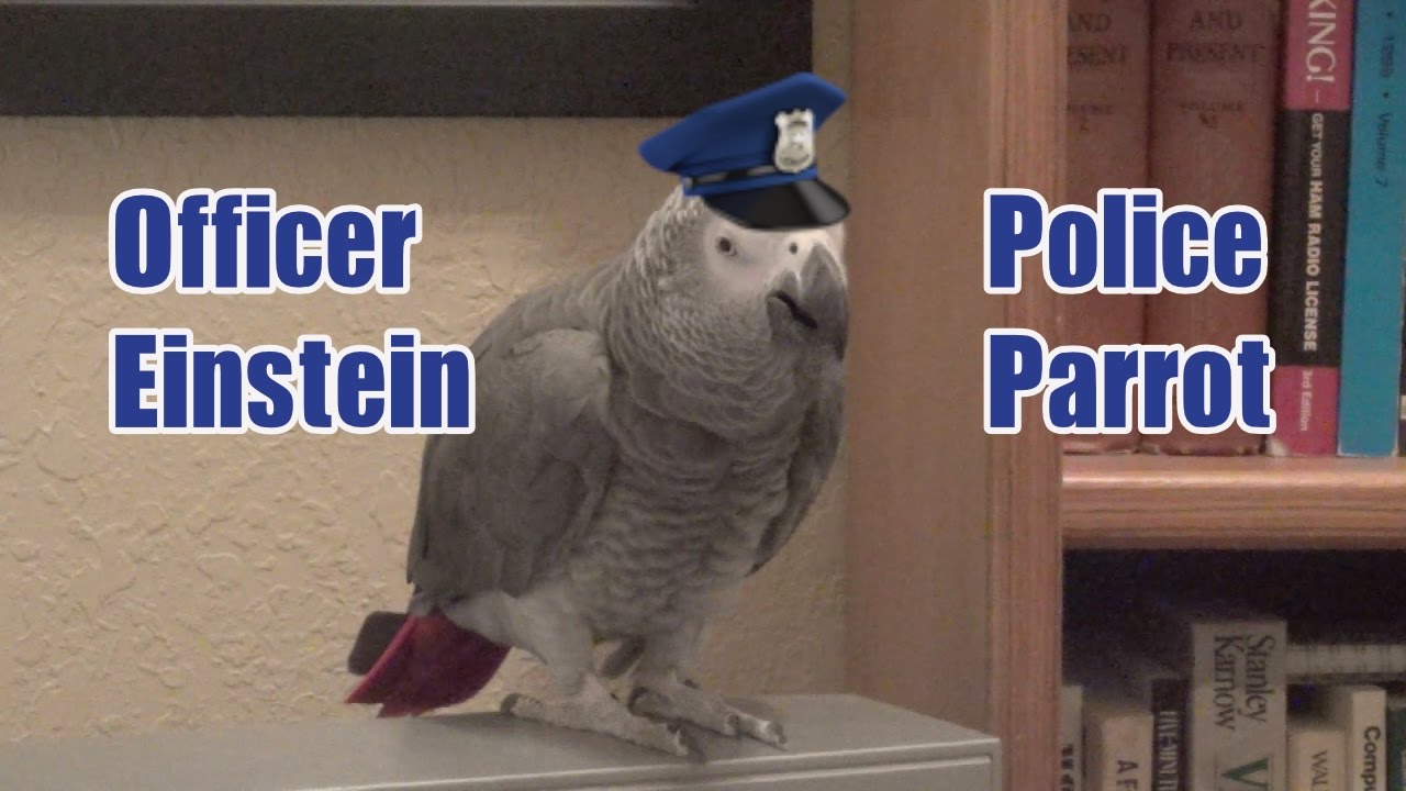 Officer Einstein the Police Parrot! - YouTube