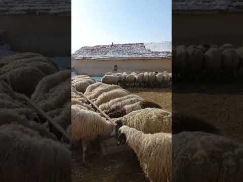 soguk kış gününün zor olan şart lari