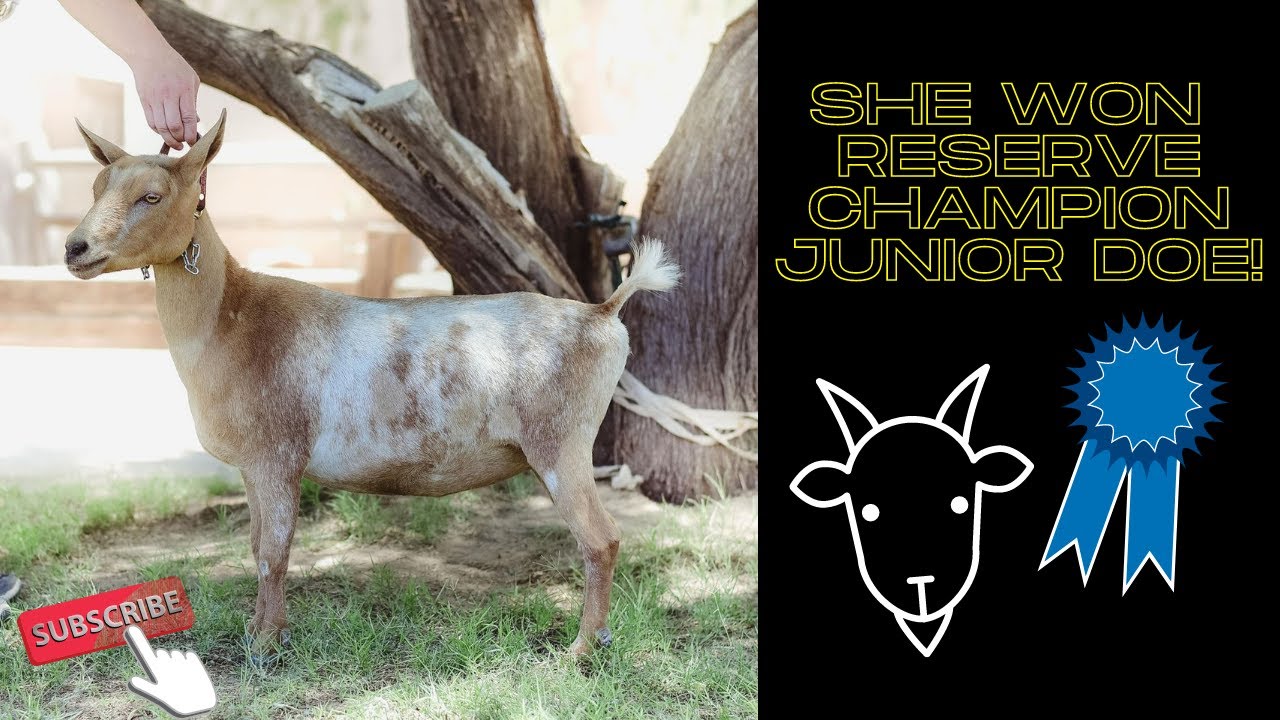 ADGA Memorial Day Goat Show || Yearling Junior || ADGA - YouTube