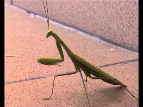 Calugarita sau Mantis religiosa - YouTube