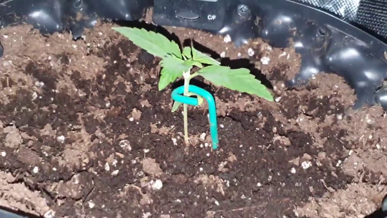 Royal Cookies Automatic - Week 2 #RQS Indoor UK 2019 - YouTube