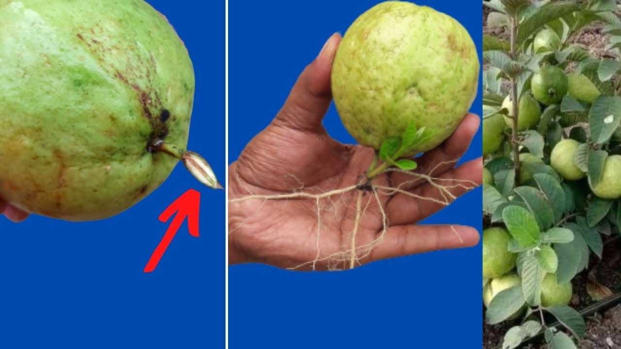 Propagate guava tree from bud / grow guava tree in a pot - YouTube