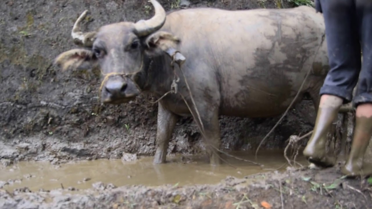 Water Buffalo Plowing Rice Terrace - YouTube