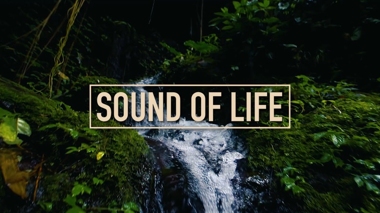 Sound of Life | WHO | Song for "Make Listening Safe" | Ricky Kej ...