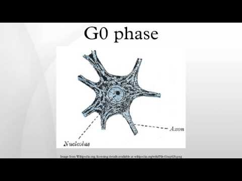 G0 phase - YouTube