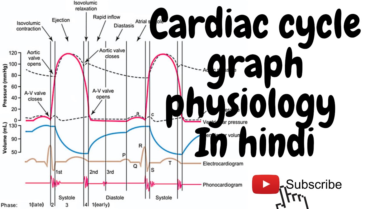 Cardiac cycle graph/ pressure-volume graph of cardiac cycle - YouTube