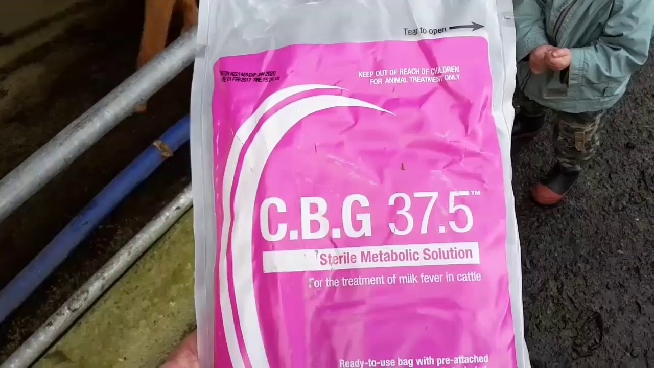 Springers and cow with calving problems - YouTube