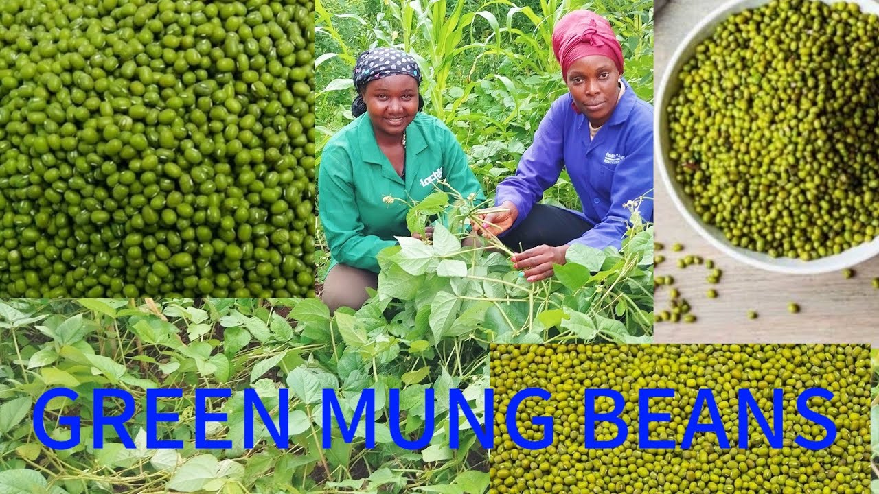 Expert guide for Green Mung Bean Farming (green grams) to achieve ...