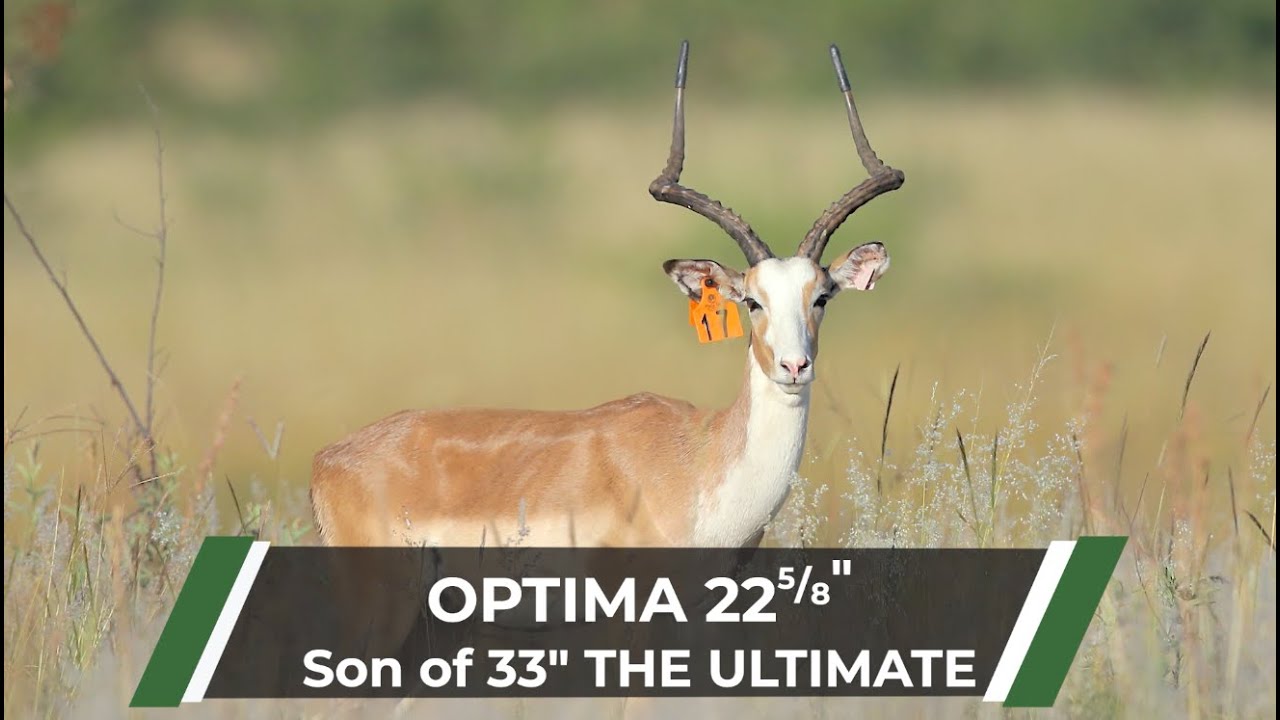 22 5/8" Optima, son of world record RW & SCI 33" The Ultimate - YouTube