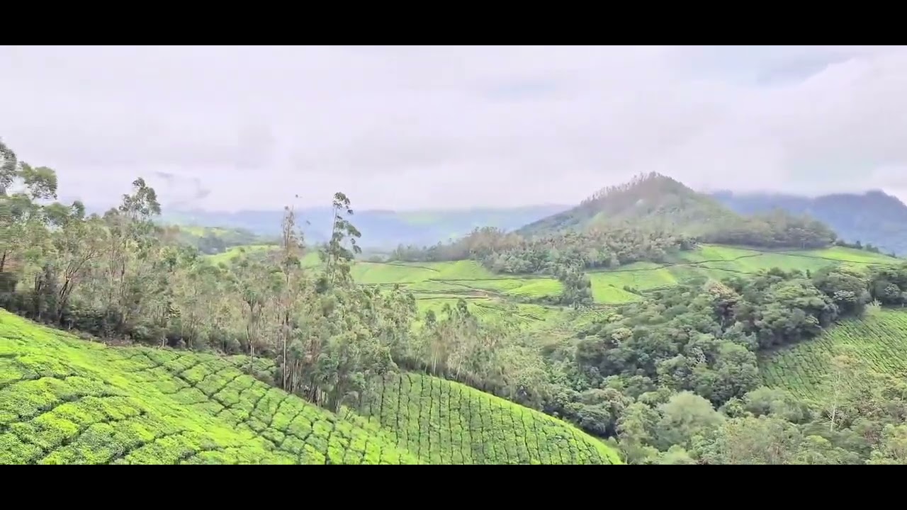 Kannan Devan Tea Estate near Munnar - YouTube