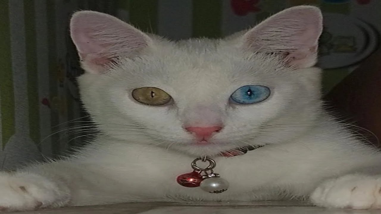 Unique cat - YouTube