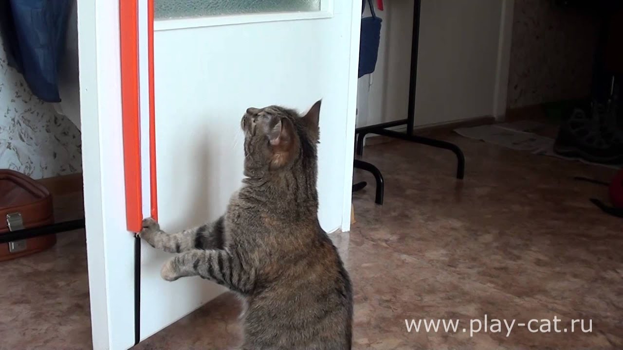 Легендарная игрушка для кошек Fling-ama-String - YouTube