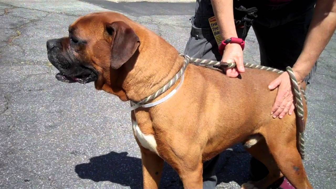 A4923410 Chico | Boxer - YouTube