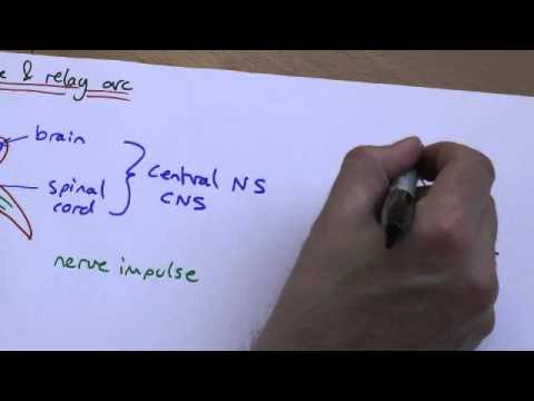 GCSE Neuron structure and relay arc - YouTube
