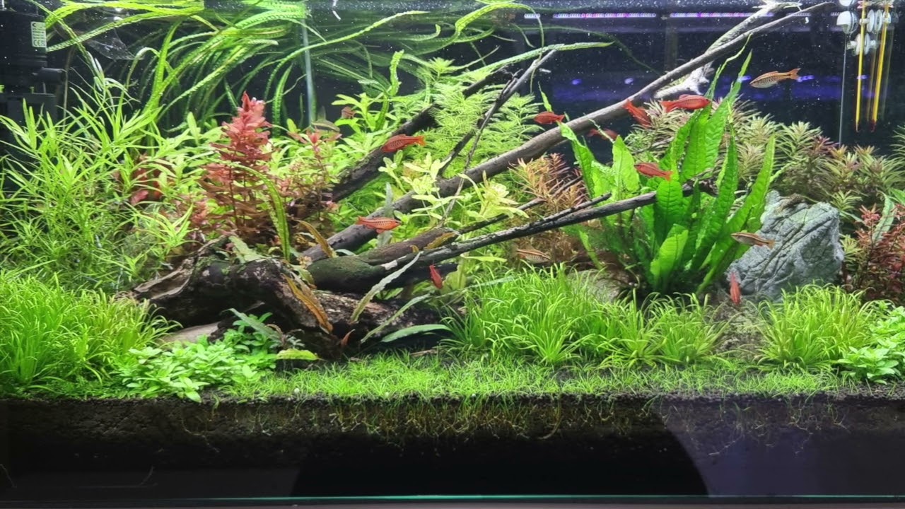 A beautiful, planted aquarium from Malta using a Plenum with ...