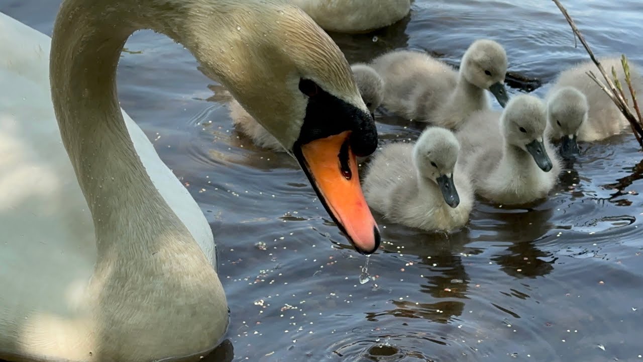 Feeding Session Of The Family! Cygnets Try Seeds For The First Time ...