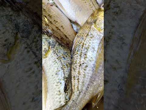 Bacoco fish and approaching a fly - YouTube